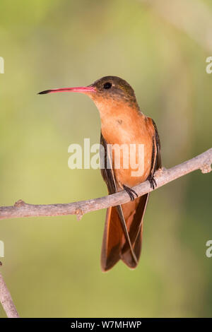 Cinnamon Hummingbird (Amazilia rutila graysoni). Maria Madre Island ...