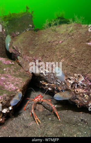 Long Clawed Squat Lobster (Munida Rugosa) Photographed underwater off ...