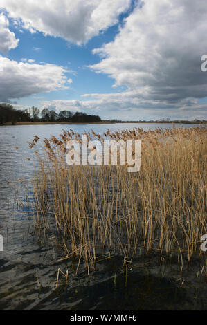 Filby Broad in Trinity Broads, Norfolk Broads, Norfolk, UK, April Stock ...