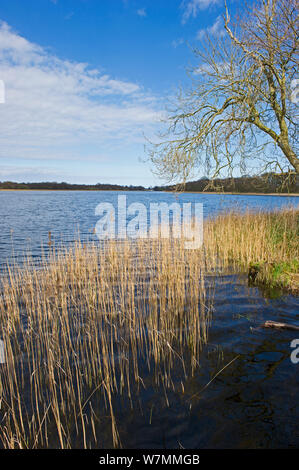 A view of Ormesby little Broad in the Norfolk Broads Stock Photo - Alamy
