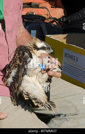 Tim Appleton Site Manager at Rutland Water ringing a soon to fledge ...