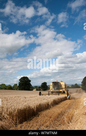 Combine harvester combining oats Stock Photo - Alamy