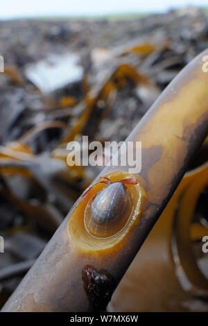 Blue rayed limpet (Patina pellucida) in depression on Oarweed / Cuvie ...