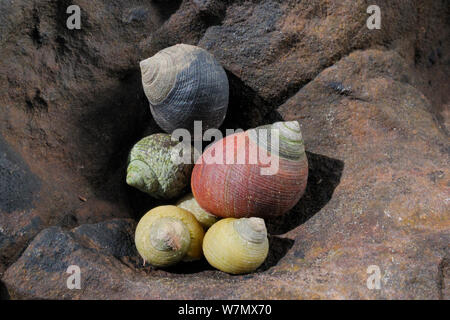 Rough periwinkles (Littorina saxatilis: Littorinidae) with a wide ...