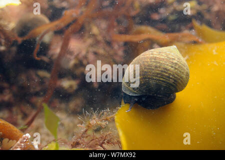 Periwinkle snails (Littorina littorea) feeding on marine algae (prob ...