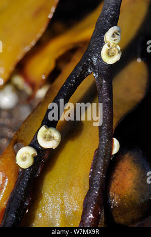 Spiral tubeworm (Spirorbis spirorbis) calcareous tubes attached to ...