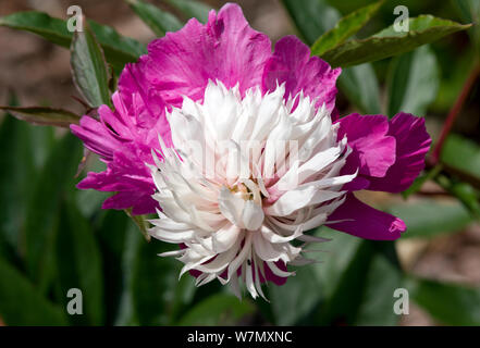 White pink flower of Paeony Paeoniaceae Paeonia lactiflora Wiesbaden in ...