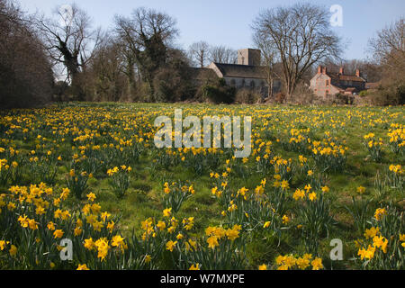 Daffodils Brinton Village Norfolk in Spring Stock Photo - Alamy