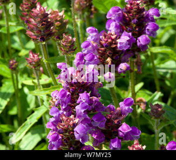 Prunella grandiflora Prunella grandiflora Stock Photo - Alamy