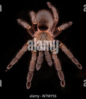 Blue Fang Skeleton Tarantula (Ephebopus Cyanognathus) Male Stock Photo ...