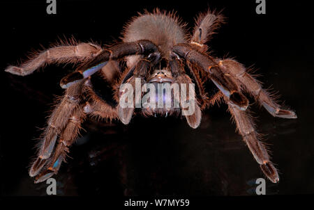 Blue Fang Skeleton Tarantula (Ephebopus Cyanognathus) Male Stock Photo ...