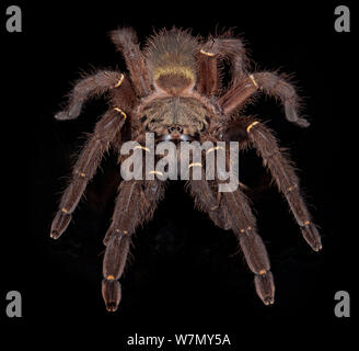 Emerald Skeleton, Emerald Skeleton Tarantula (Ephebopus uatuman), cut ...