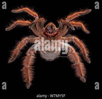 Columbian red-leg tarantula (Megaphobema robusta) on white background ...