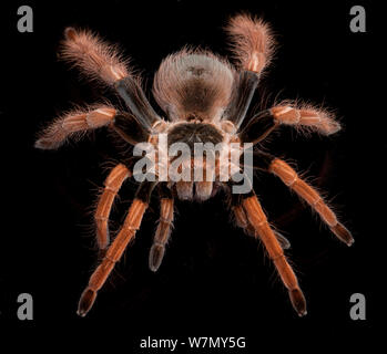 Columbian red-leg tarantula (Megaphobema robusta) on white background ...