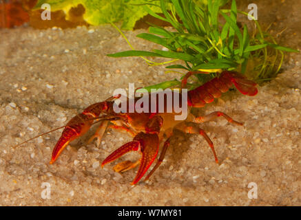 Rusty grave digger / Burrowing crayfish (Cambarus miltus) Santa Rosa Co ...