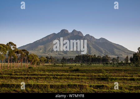 Rwanda, Parc des Volcans, fields of pyrethrum ('chrysanthemum coccineum ...