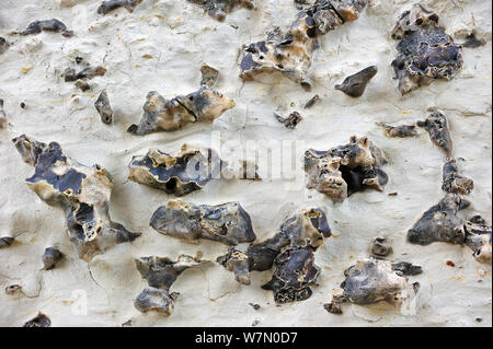 Flint embedded in chalk Stock Photo - Alamy