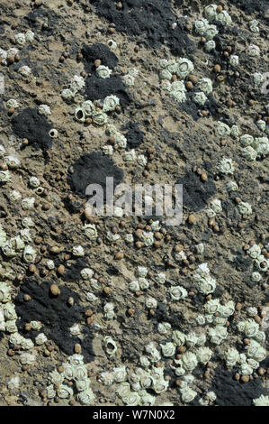 Small periwinkles (Melarhaphe neritoides) attached to limestone rock ...