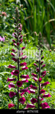 Digitalis Foxlight 'Plum Gold', Foxglove 'Plum Gold', close-up of ...