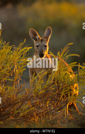 Common wallaroo (Macropus robustus) in late sunlight, Sal Salis ...