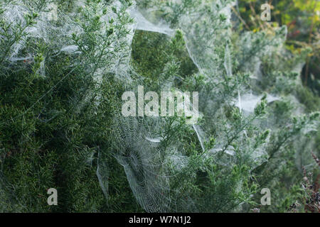 Mass spider webs on Gorse, Bulbarrow Hill, Dorset, England Stock Photo ...