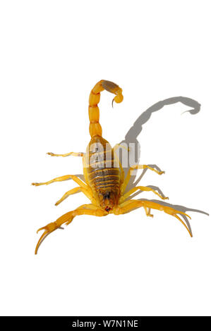 Deathstalker / Palestine Yellow Scorpions (Leiurus quinquestriatus ...