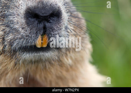 alpine marmot (Marmota marmota), showing its teeth, Austria, Tyrol ...