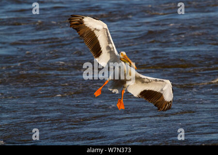 American White Pelican (Pelecanus erythrorynchos) in breeding plumage ...