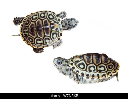 Diamondback terrapin (Malaclemys terrapin rhizophorarum) side view ...