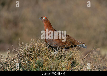 Red Grouse on moorland ( Lagopus lagopus ) in August with Heather in ...