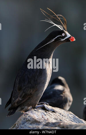 Whiskered auklet (Aethia pygmaea), Iony Island / Jonas' Island, Sea of ...