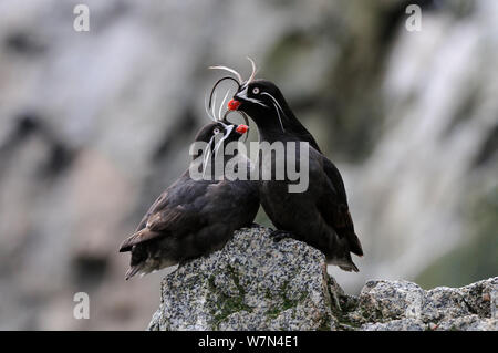 Whiskered auklets (Aethia pygmaea), Iony Island / Jonas' Island, Sea of ...