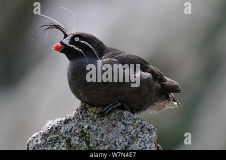 Whiskered Auklet (Aethia pygmaea), Russia Stock Photo - Alamy