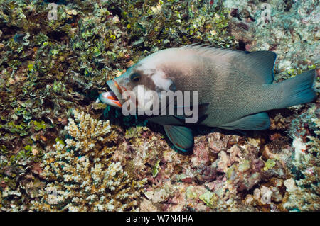 Redmouth grouper fish, Aethaloperca rogaa, with cleaner wrasse, "Red ...