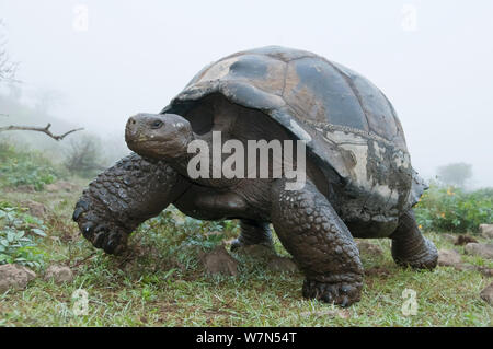 Alcedo giant tortoises (Chelonoidis vandenburghi) and volcanic ...