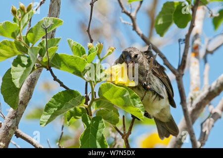 Vegetarian finch (Platyspiza crassirostris) feeding on corrosive ...