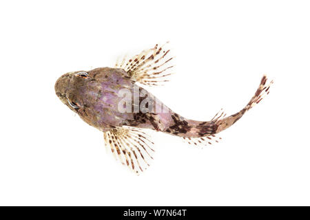 Sea Scorpion / Bullfish (Taurulus bubalis) against white background ...