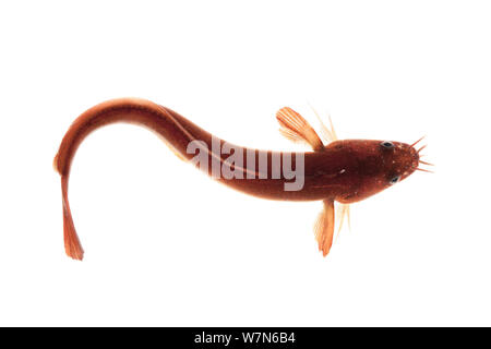 Five bearded Rockling (Ciliata mustela), drawing Stock Photo - Alamy