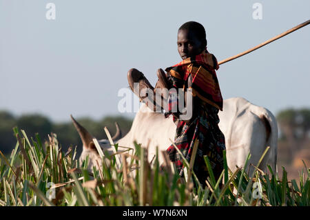 A young Orma man herds cattle, Tana River Delta, Kenya, East Africa ...