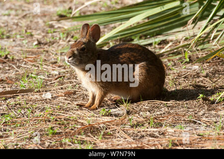 Swamp Rabbit, Sylvilagus aquaticus Stock Photo: 79804889 - Alamy