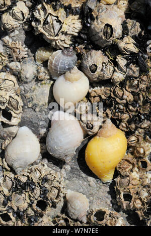 Dog whelks, Nucella lapillus, with barnacles & limpet exposed at low ...