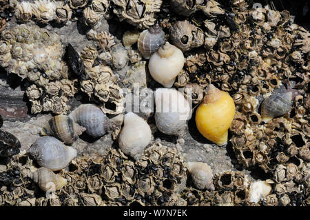 Dog whelks (Nucella lapillus) with varied colours and patterning ...