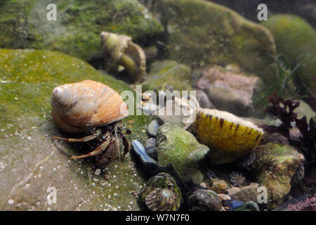 Flat top shells (Gibbula umbilicalis) in rock pool at low tide, UK ...
