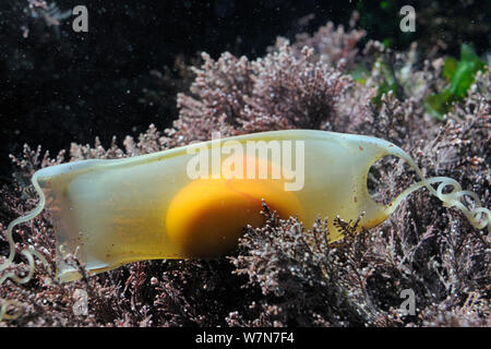 marine DOGFISH Embryo Stock Photo - Alamy