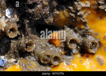 Ross worm tubes (Sabellaria spinulosa) attached to limestone rock ...