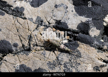 Bristletail - Petrobius maritimus Stock Photo - Alamy