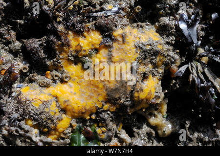 Ross worm tubes (Sabellaria spinulosa) attached to limestone rock ...