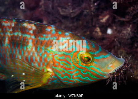Corkwing wrasse (Symphodus melops). Marine fish Stock Photo - Alamy