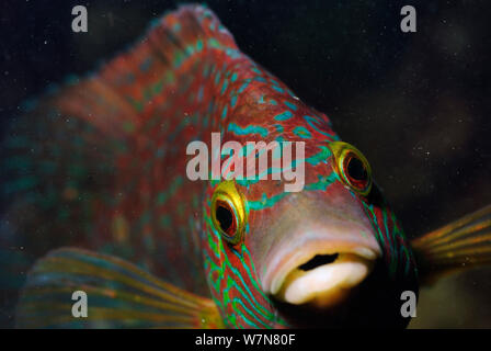 Corkwing wrasse (Symphodus melops). Marine fish Stock Photo - Alamy