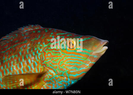 Corkwing wrasse (Symphodus melops). Marine fish Stock Photo - Alamy